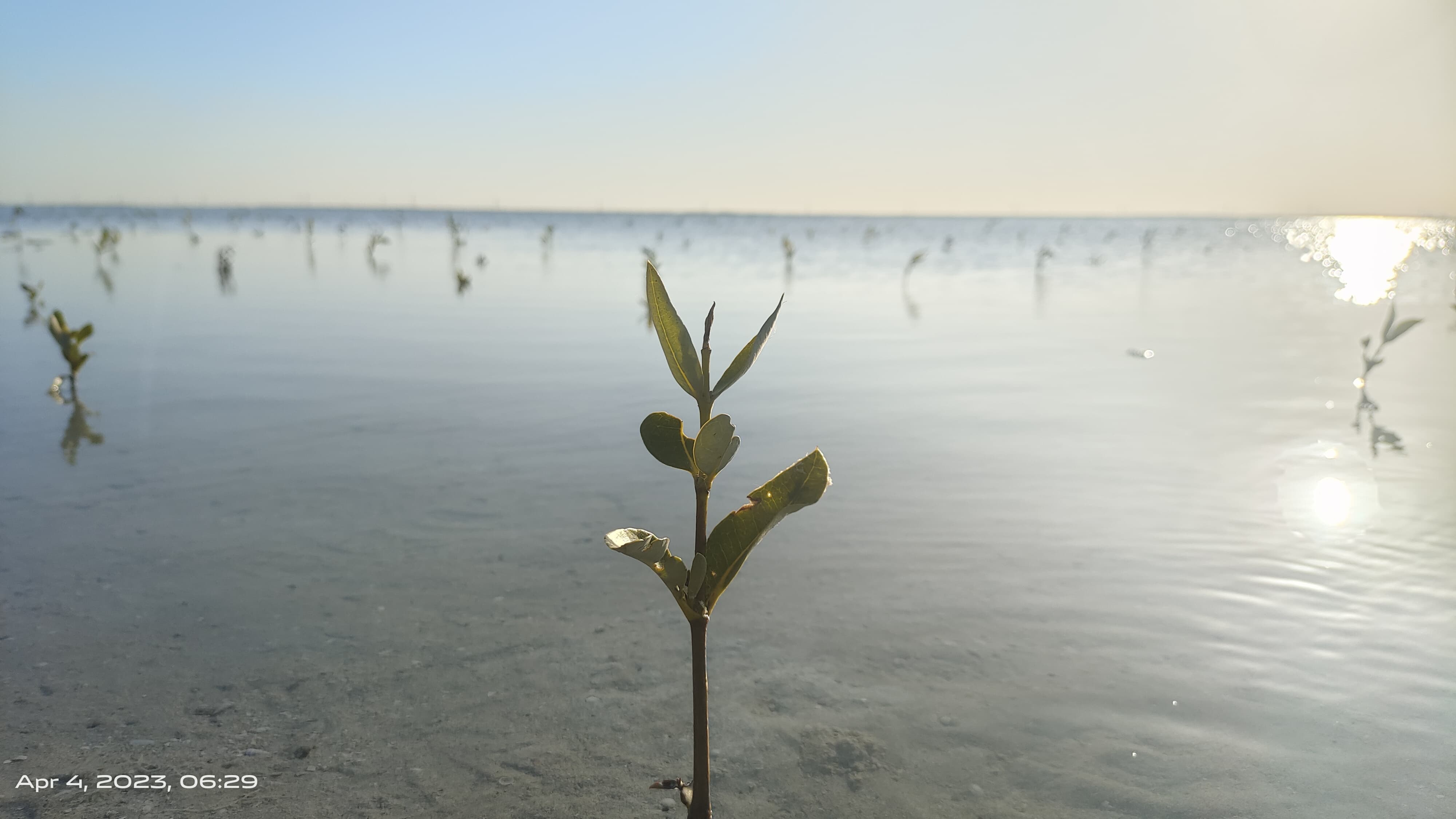 Abu Ali Island Mangrove Planting Project Eastern Province Saudi Arabia
